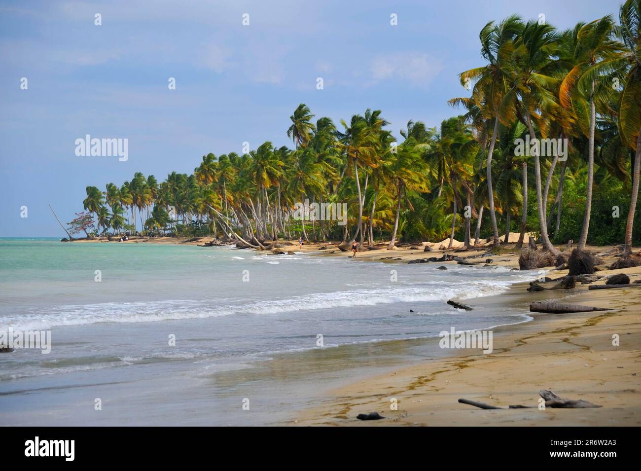 Beach with palm trees, Playa Bonitas, Samana, Dominican Republic Stock ...