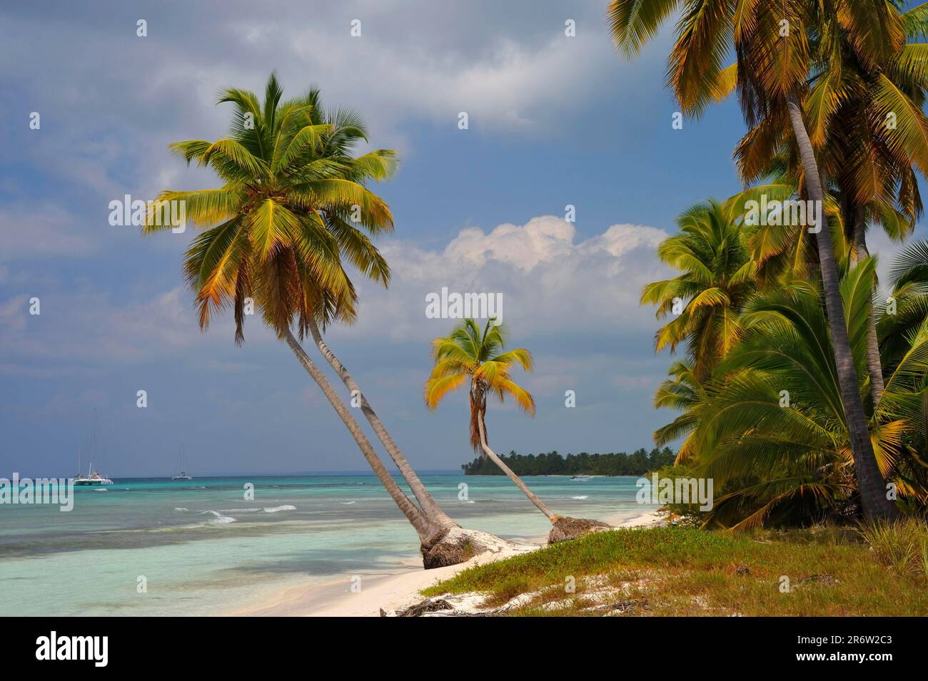 Tropical beach with palm trees, Isla Saona, La Romana, Dominican ...