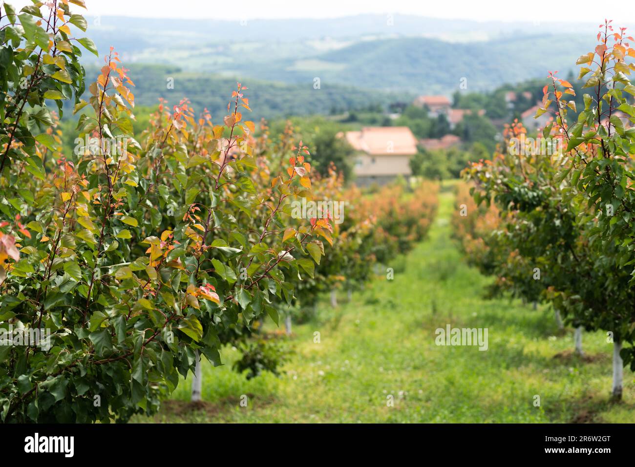 Apple trees on a agricultural fruit gardens Stock Photo - Alamy