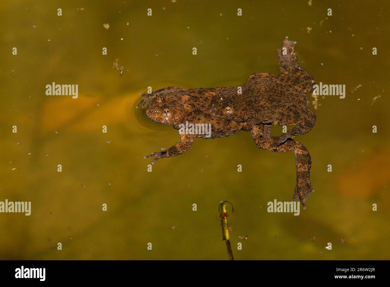 European Fire bellied Toads (Bombina bombina), Greece Stock Photo - Alamy