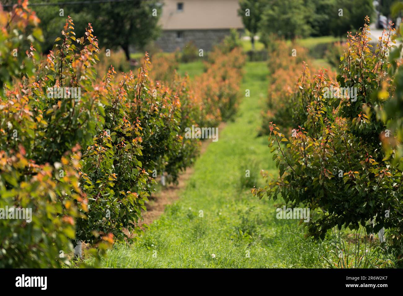 Apple trees on a agricultural fruit gardens Stock Photo - Alamy