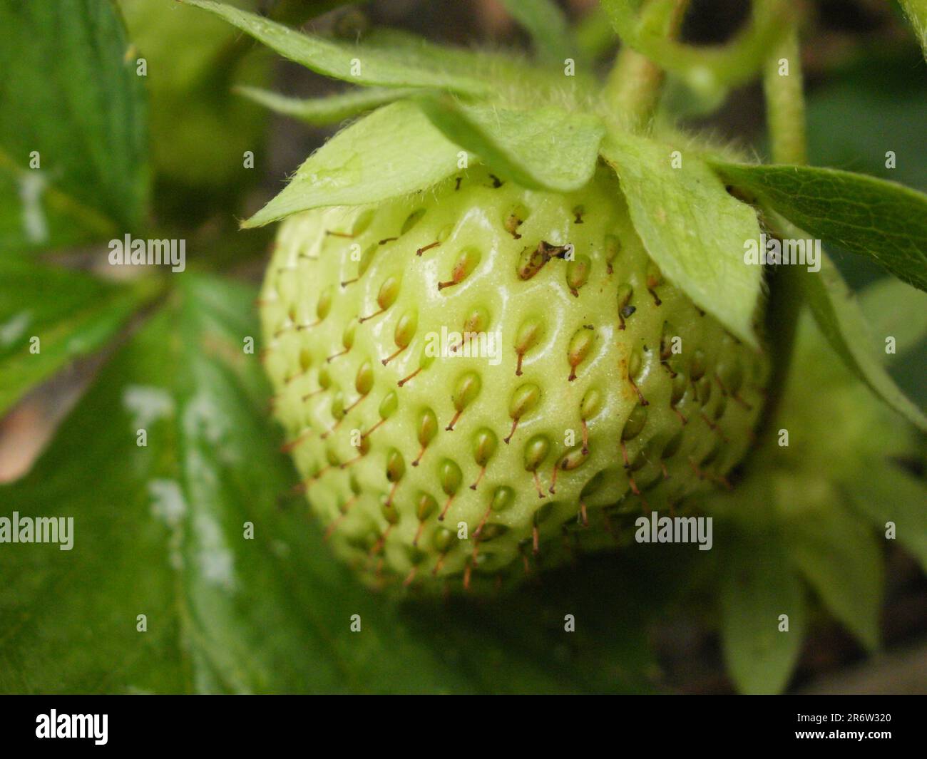 Pineapple strawberry plant hi-res stock photography and images - Alamy