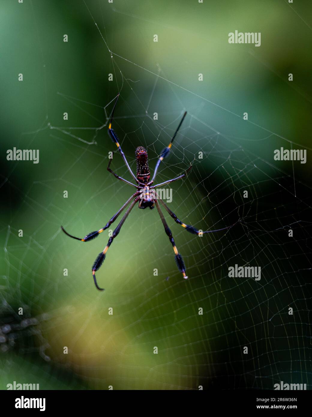 Costa Rican spider weaves intricate web, embracing nature's artistry. A ...