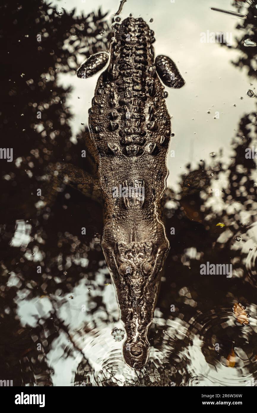 A lurking crocodile in a murky swamp: Nature's ancient predator blends ...