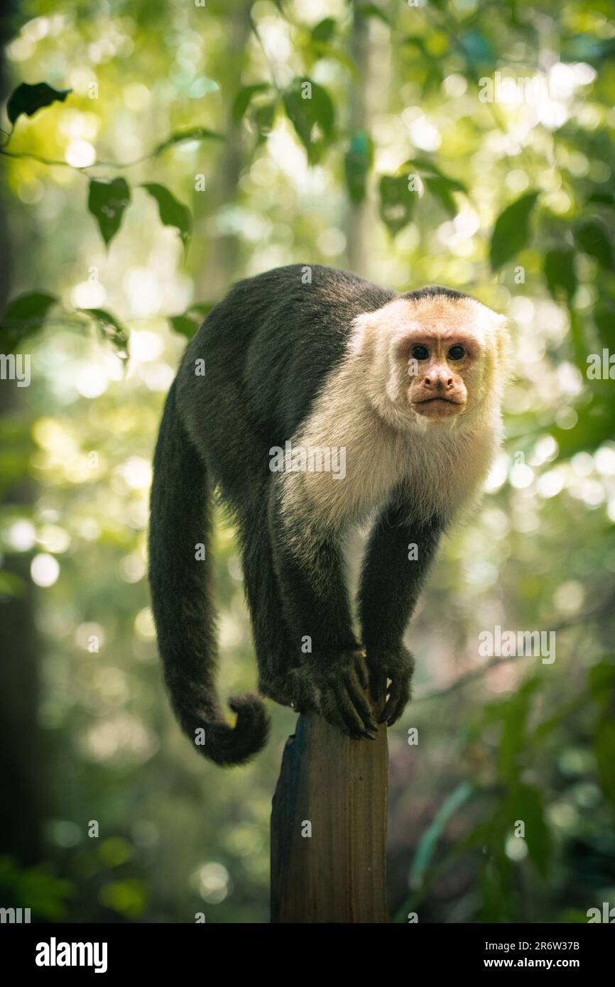 Costa Rican Capuchin monkey: Intelligent and agile, these charismatic ...