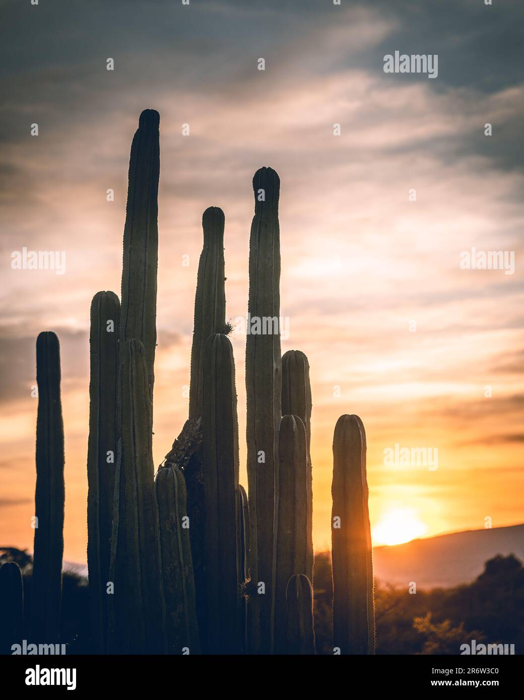 Radiant sunset paints the sky as cacti grace the horizon, their ...