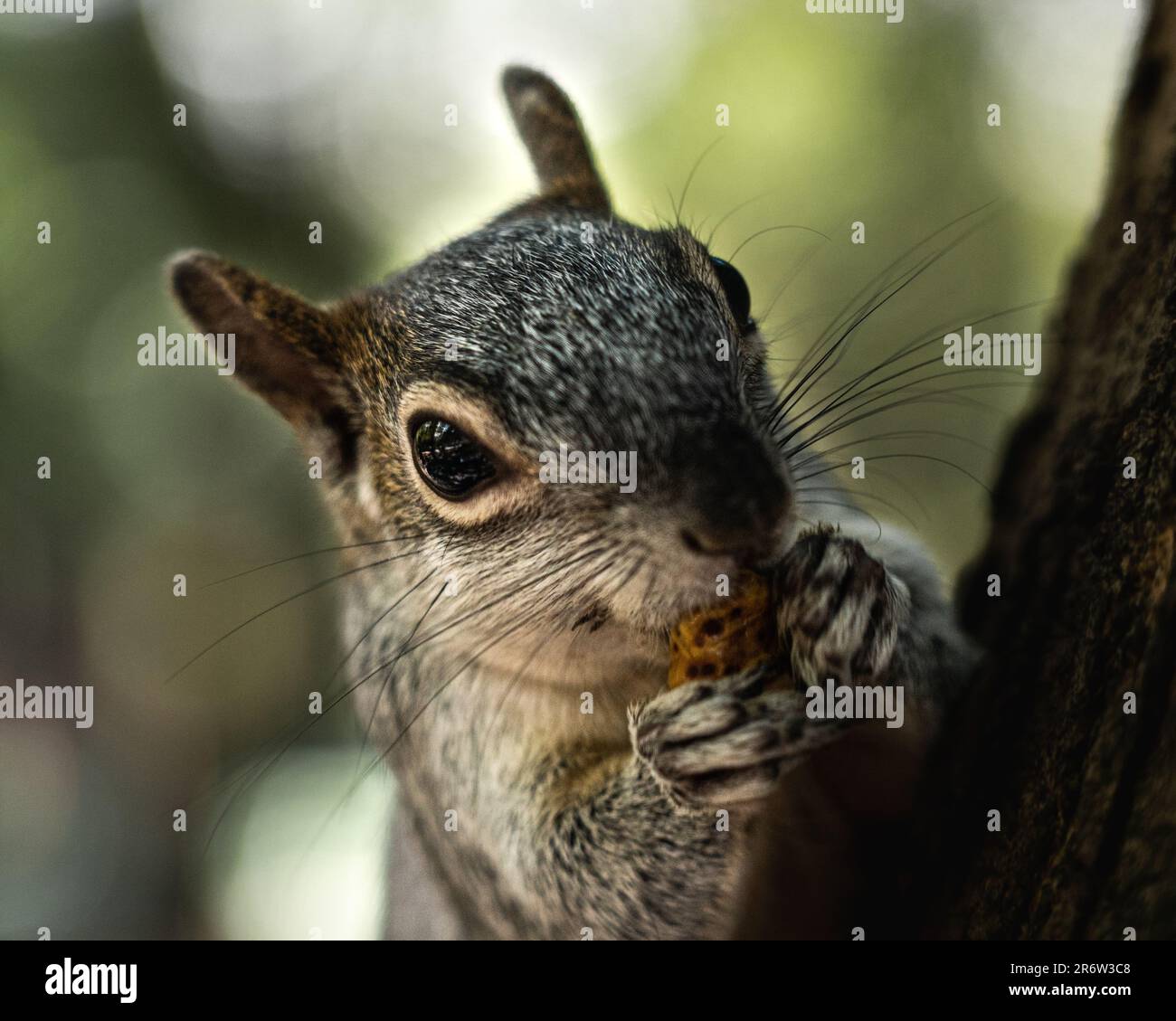 Squirrel on the floor: Curious and agile, a furry visitor explores the ...