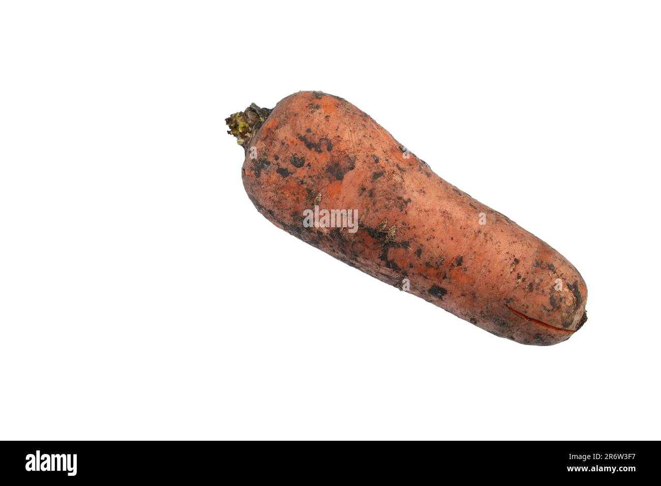 Big carrot hi-res stock photography and images - Alamy