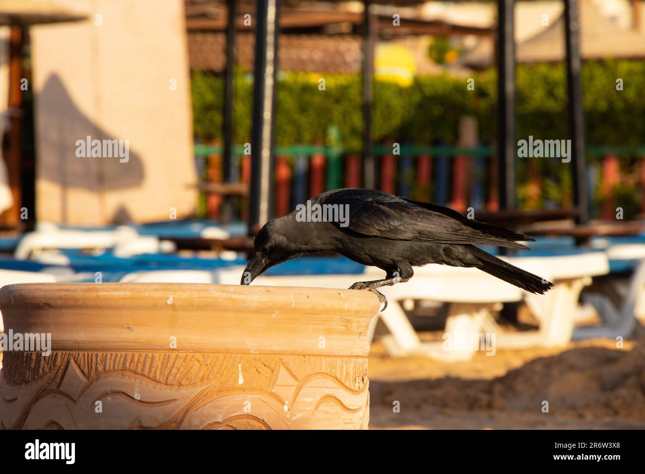 Carry on crow hi-res stock photography and images - Alamy