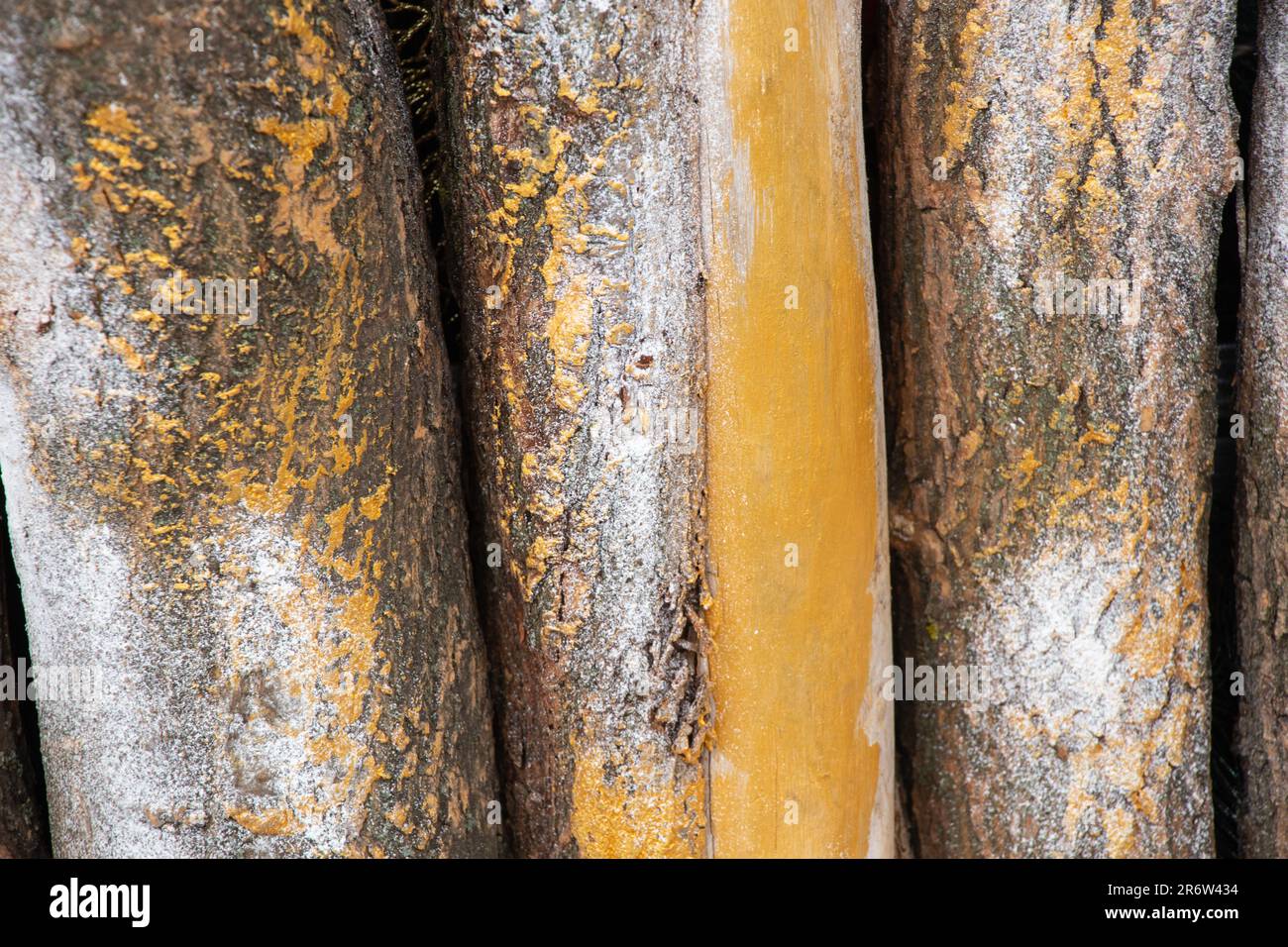 Log with paint hi-res stock photography and images - Alamy