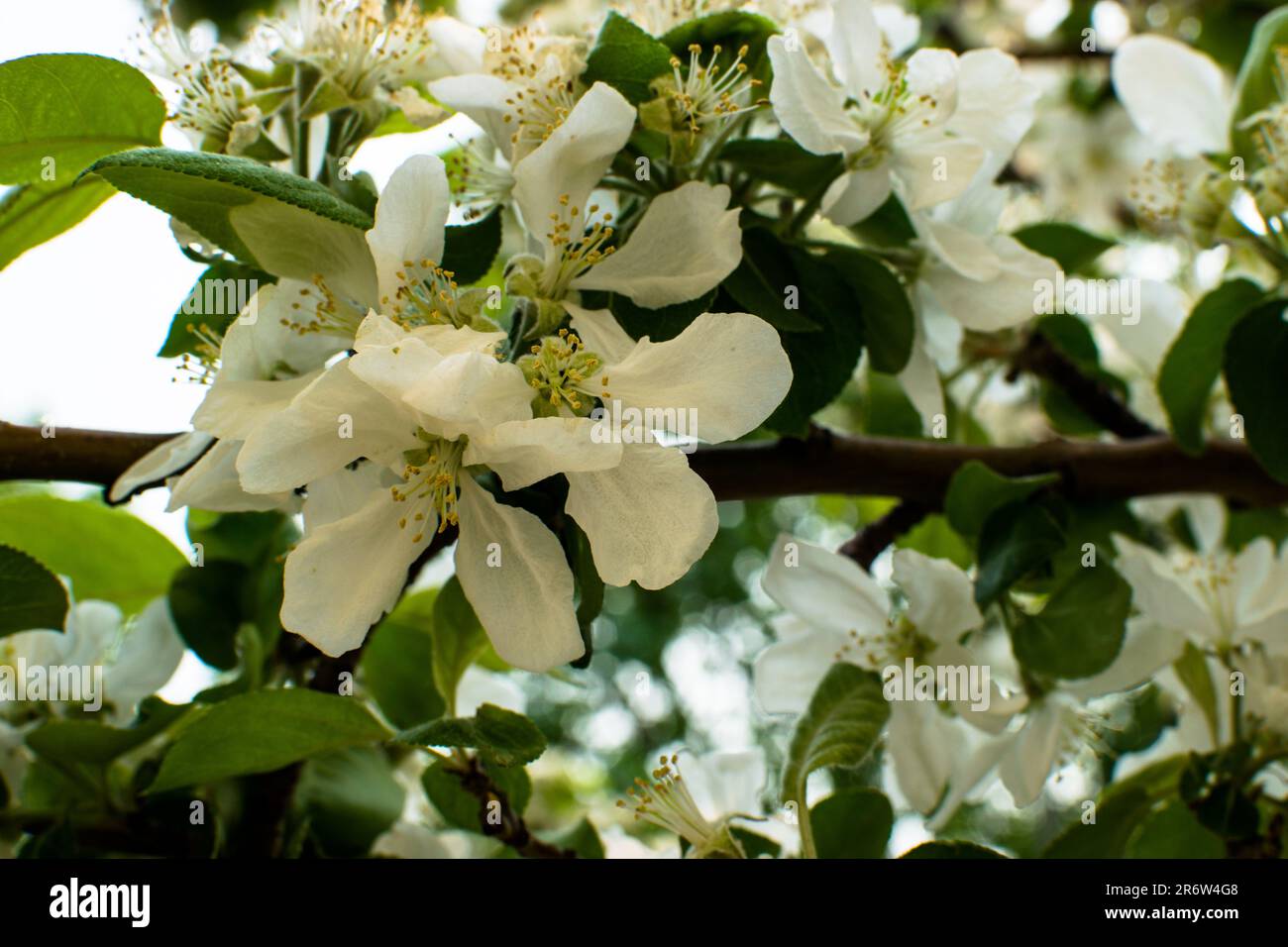 Bountiful apple tree hi-res stock photography and images - Alamy