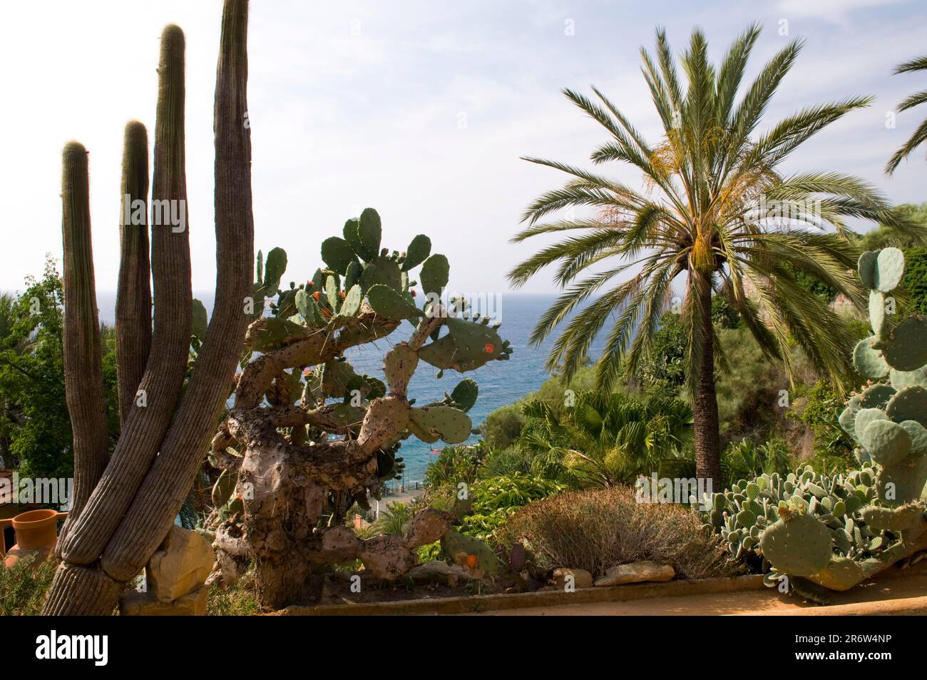 Cacti and Palm, Giardino Esotico Pallanca, Bordighera, Italian Riviera ...