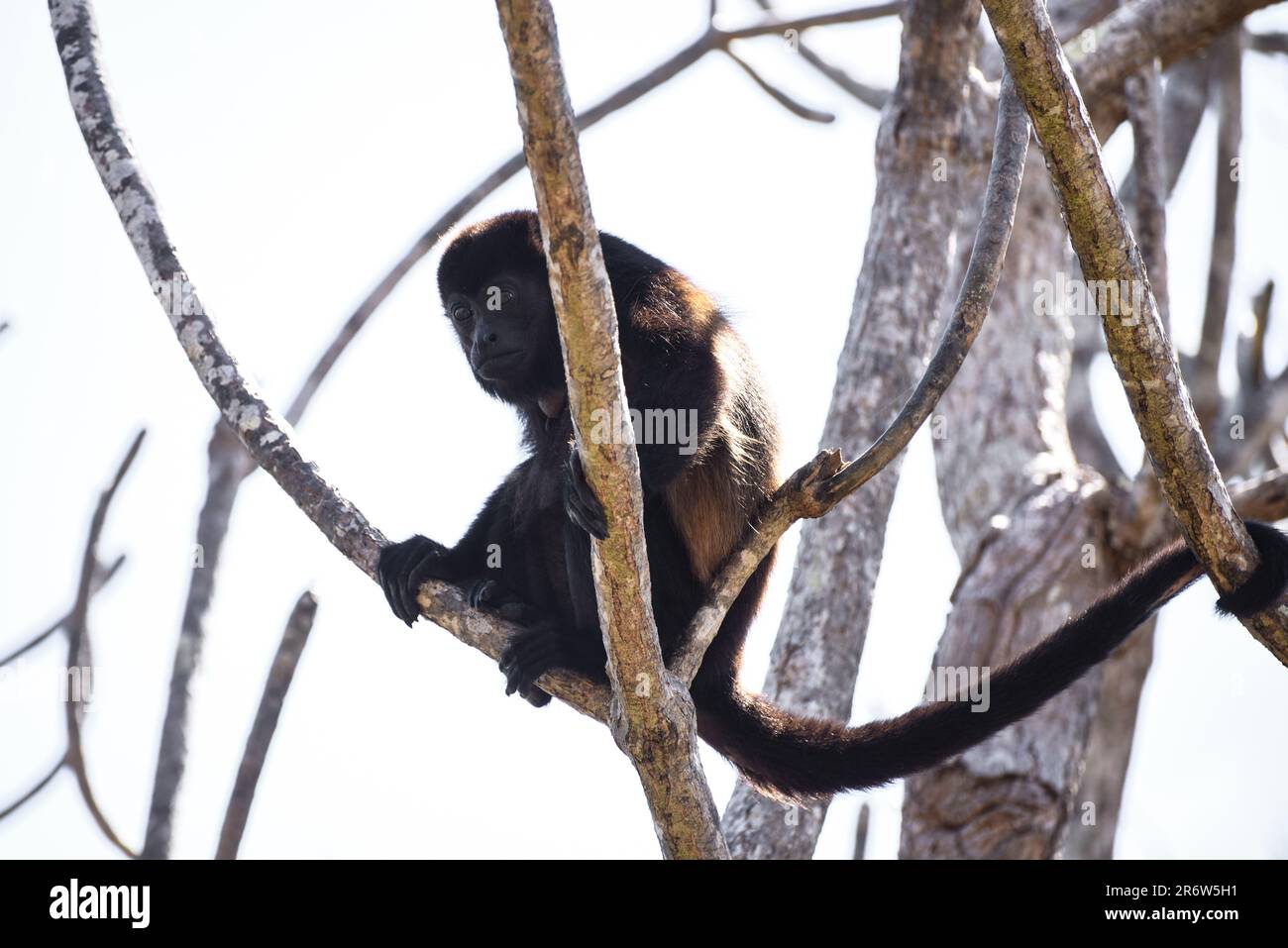 Golden mantled howler monkey (Alouatta palliata palliata) resting in ...
