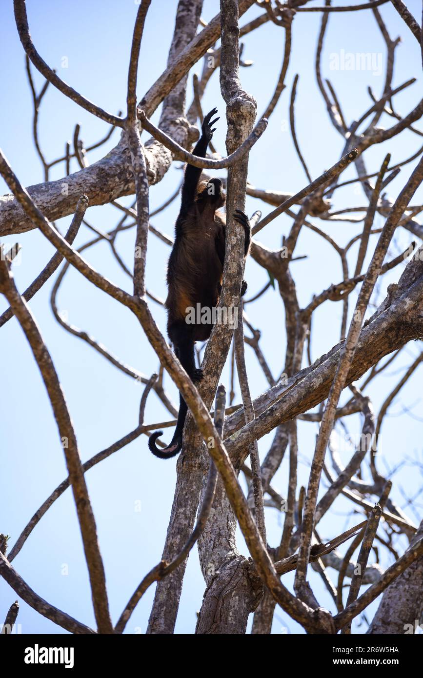 Baby golden mantled howler monkey (Alouatta palliata palliata) climbing ...