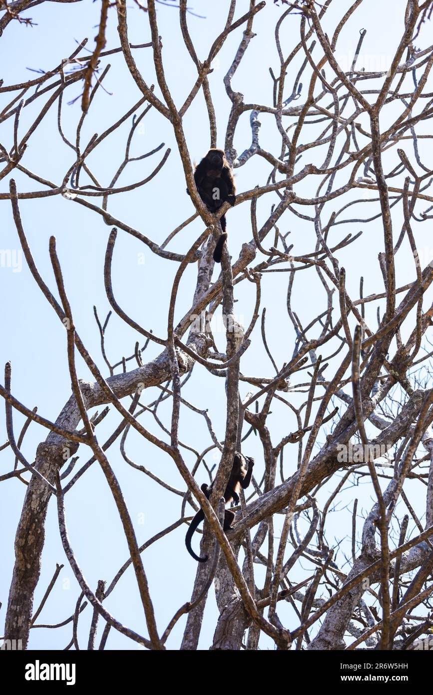 Baby golden mantled howler monkey (Alouatta palliata palliata) climbing ...