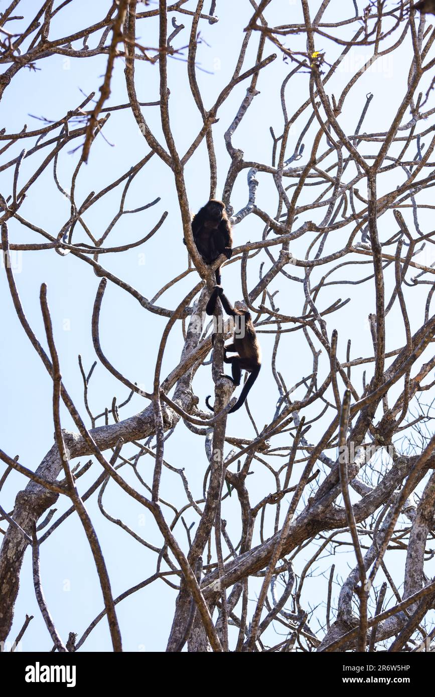 Baby golden mantled howler monkey (Alouatta palliata palliata) climbing ...