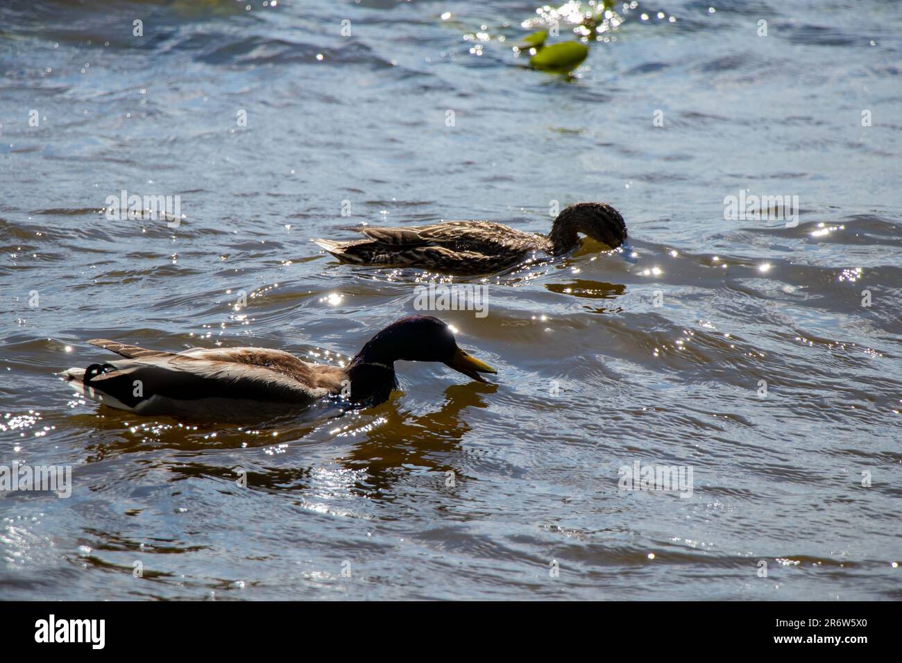 Black ducks swimming in river hi-res stock photography and images - Alamy