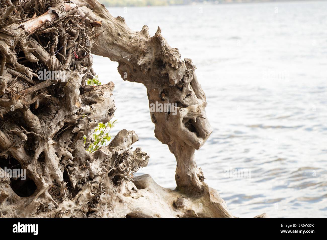 Whole tree and roots hi-res stock photography and images - Alamy