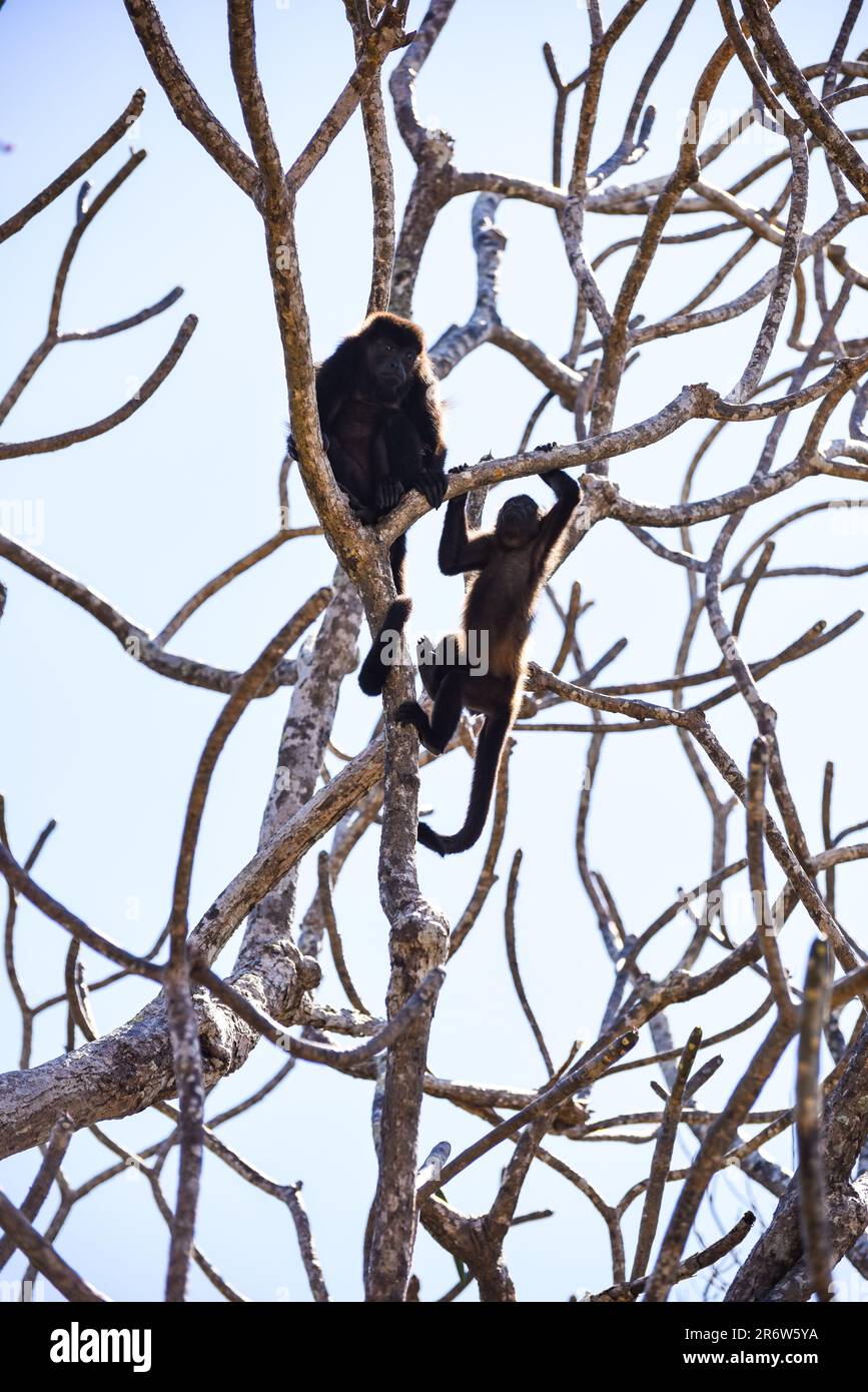 Baby golden mantled howler monkey (Alouatta palliata palliata) climbing ...