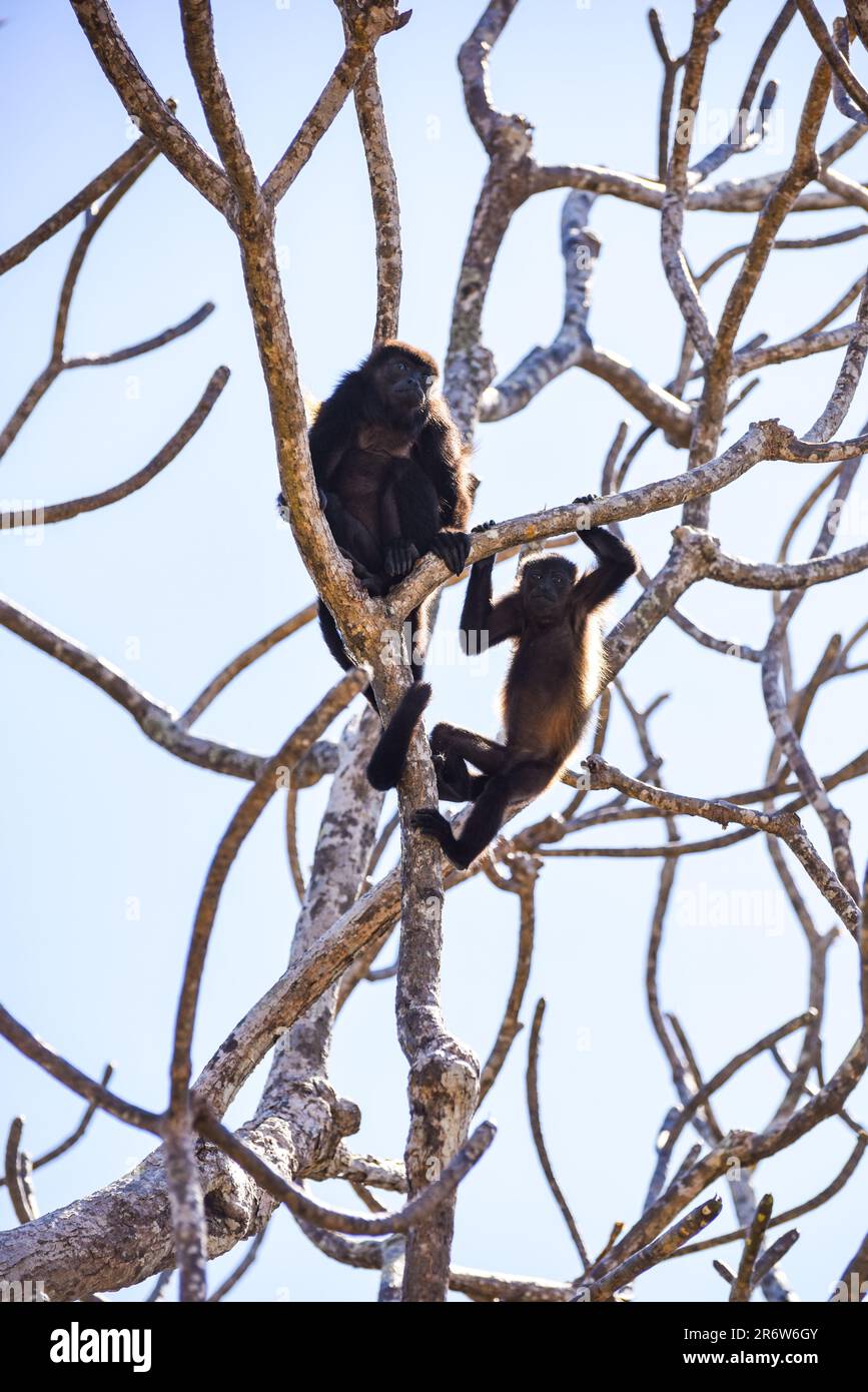 Baby golden mantled howler monkey (Alouatta palliata palliata) climbing ...