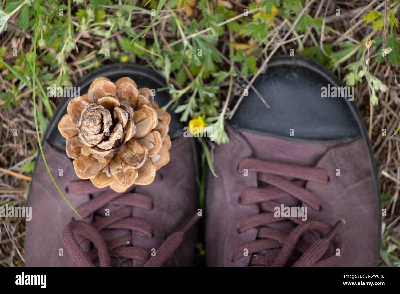 pine cone from the Christmas tree lies on the toe of women's sneakers ...