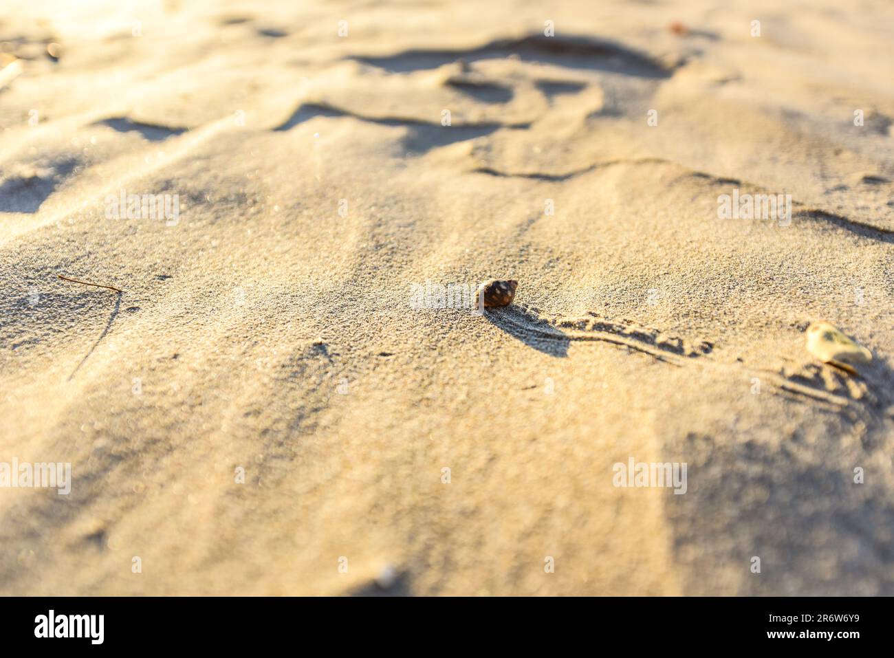 Hermit crab slowly walking across the sandy beach at sunset in ...