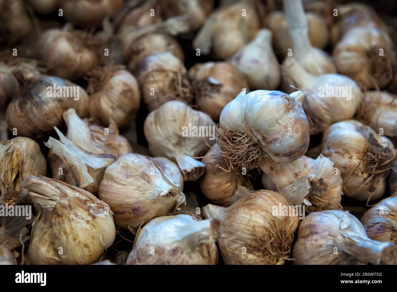 Wight head hi-res stock photography and images - Alamy