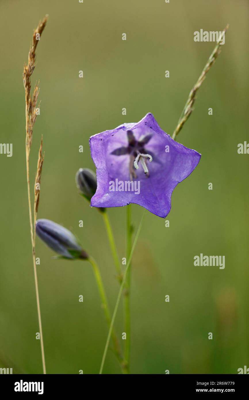 Peach leaved bellflower (Campanula persicifolia), Upper Danube nature ...