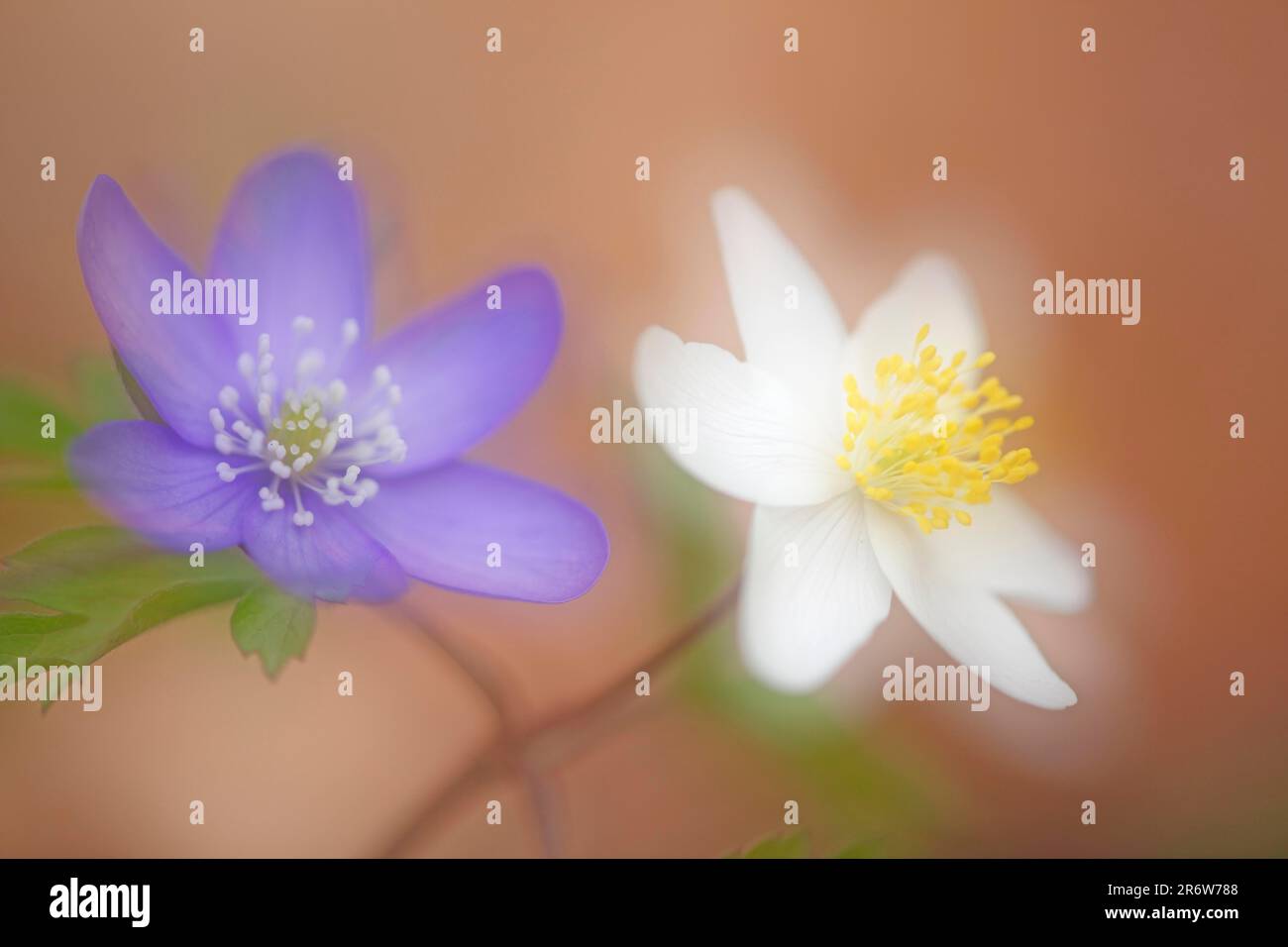 Hepatica and Wood Anemone (Anemone nemorosa), nature park Upper Danube ...