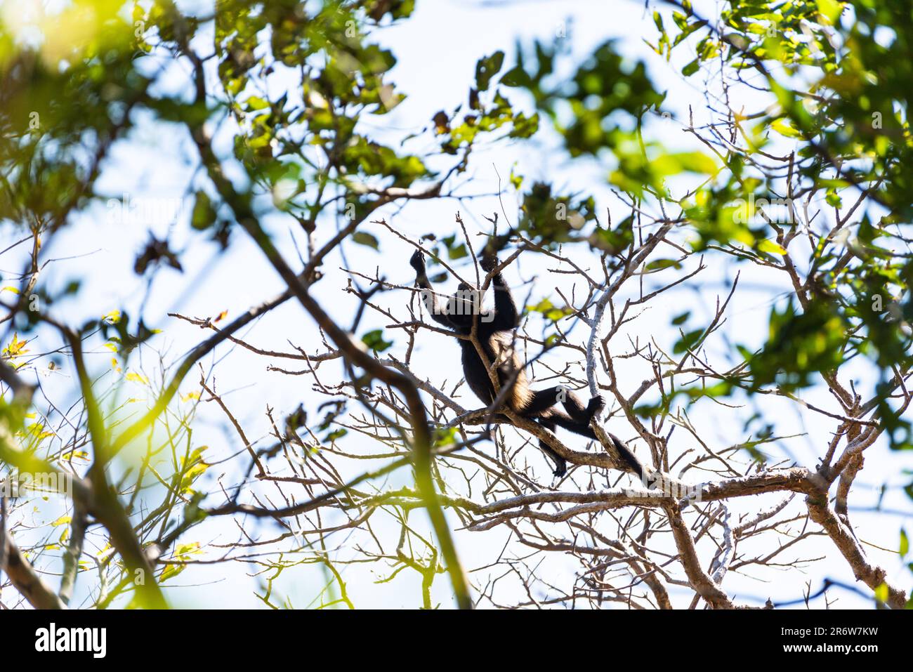 Golden mantled howler monkey (Alouatta palliata palliata) sunbathing ...