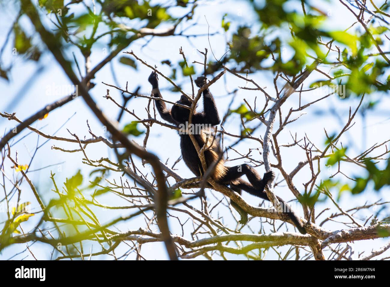 Golden mantled howler monkey (Alouatta palliata palliata) sunbathing ...