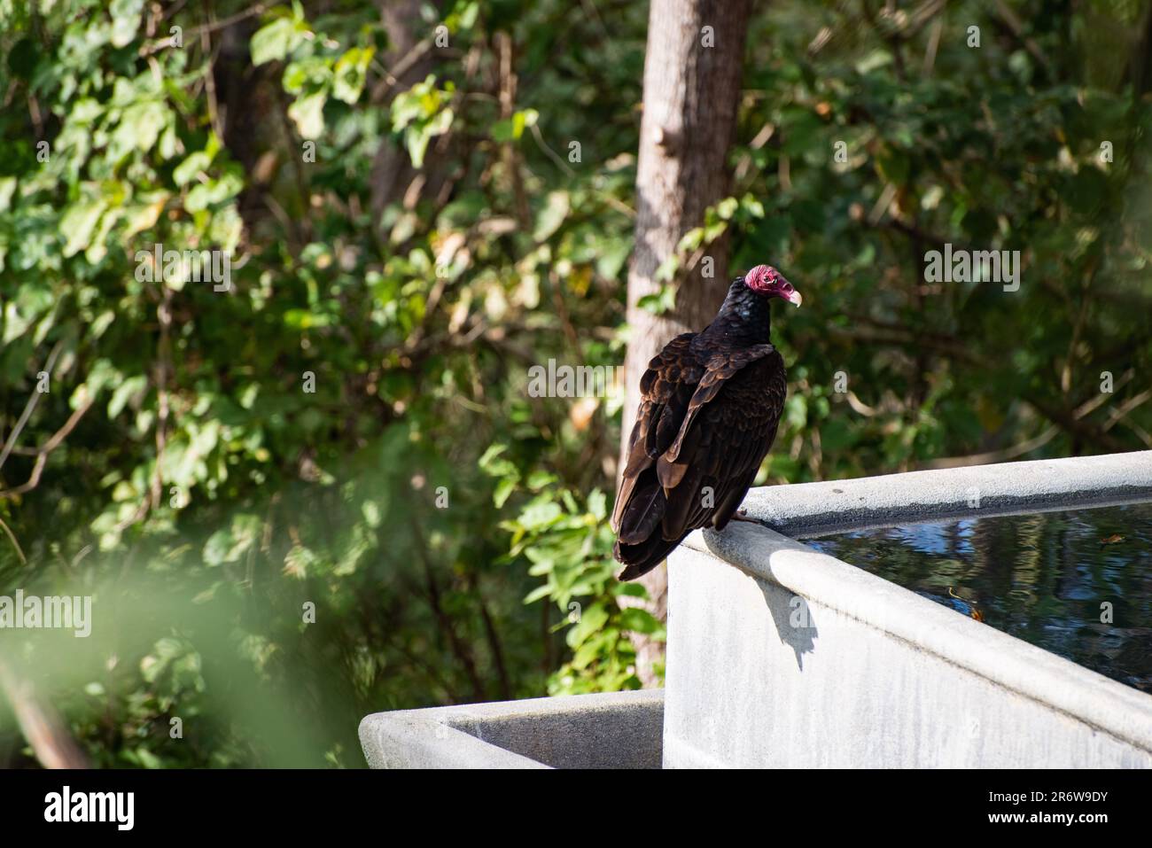 Turkey vultures (cathartes aura) spending time next to a pool cleaning ...