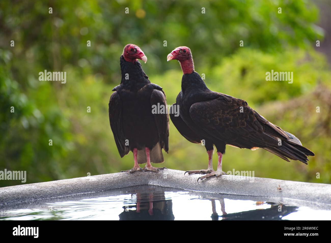 Turkey vultures (cathartes aura) spending time next to a pool cleaning ...