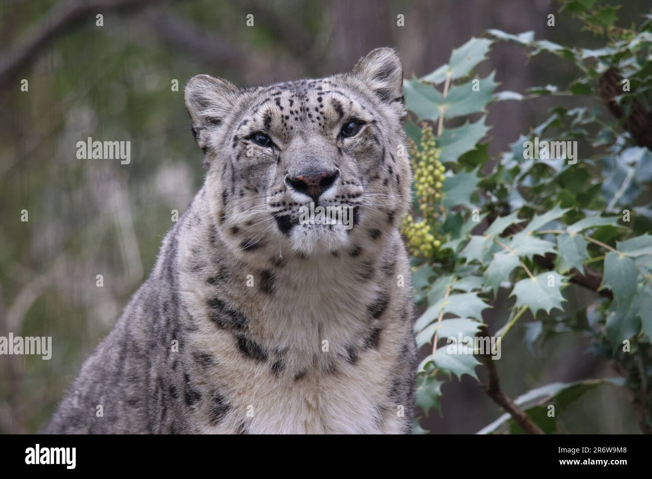A majestic snow leopard in front of a large evergreen tree, looking ...