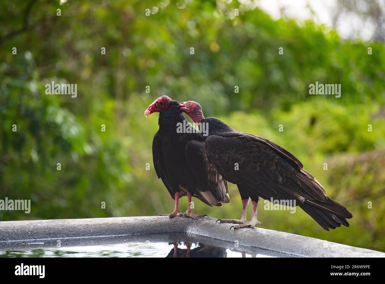 Turkey vultures (cathartes aura) spending time next to a pool cleaning ...