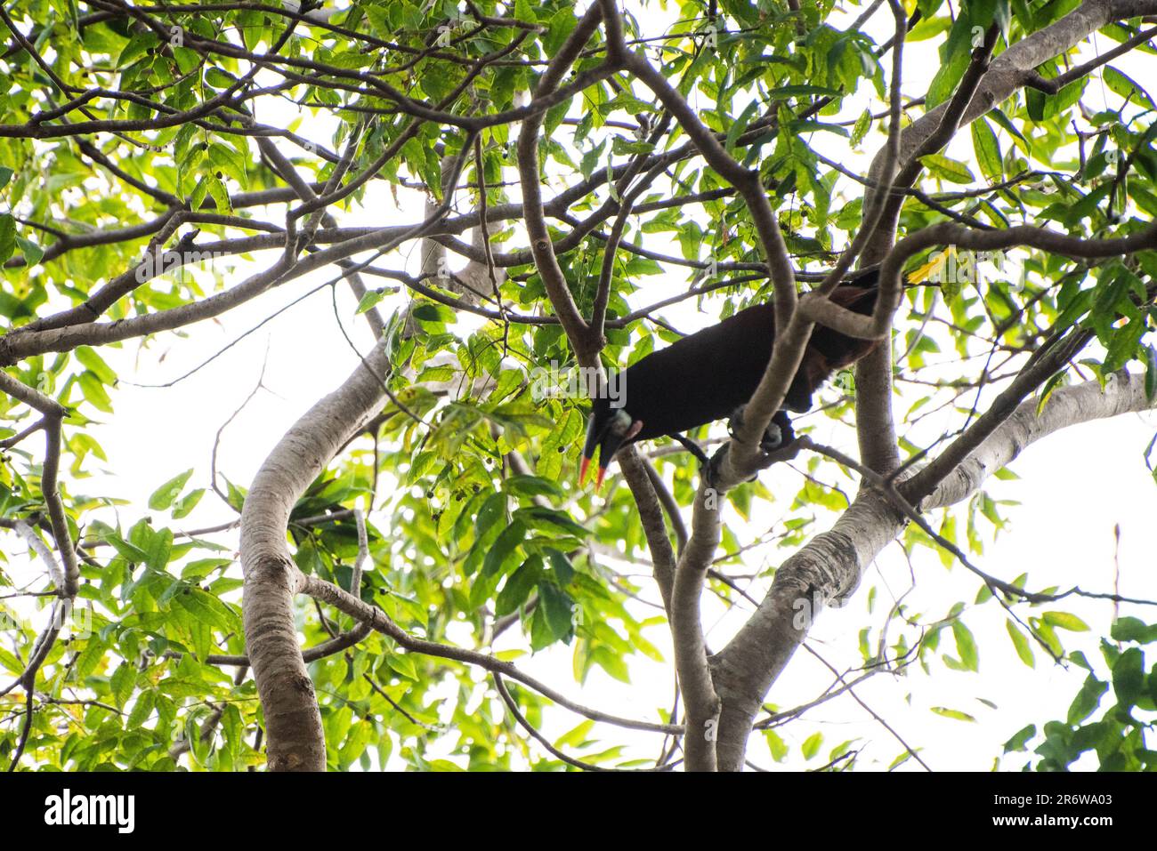 Montezuma oropendola bird in the forest tree canopy in the Nicaragua ...