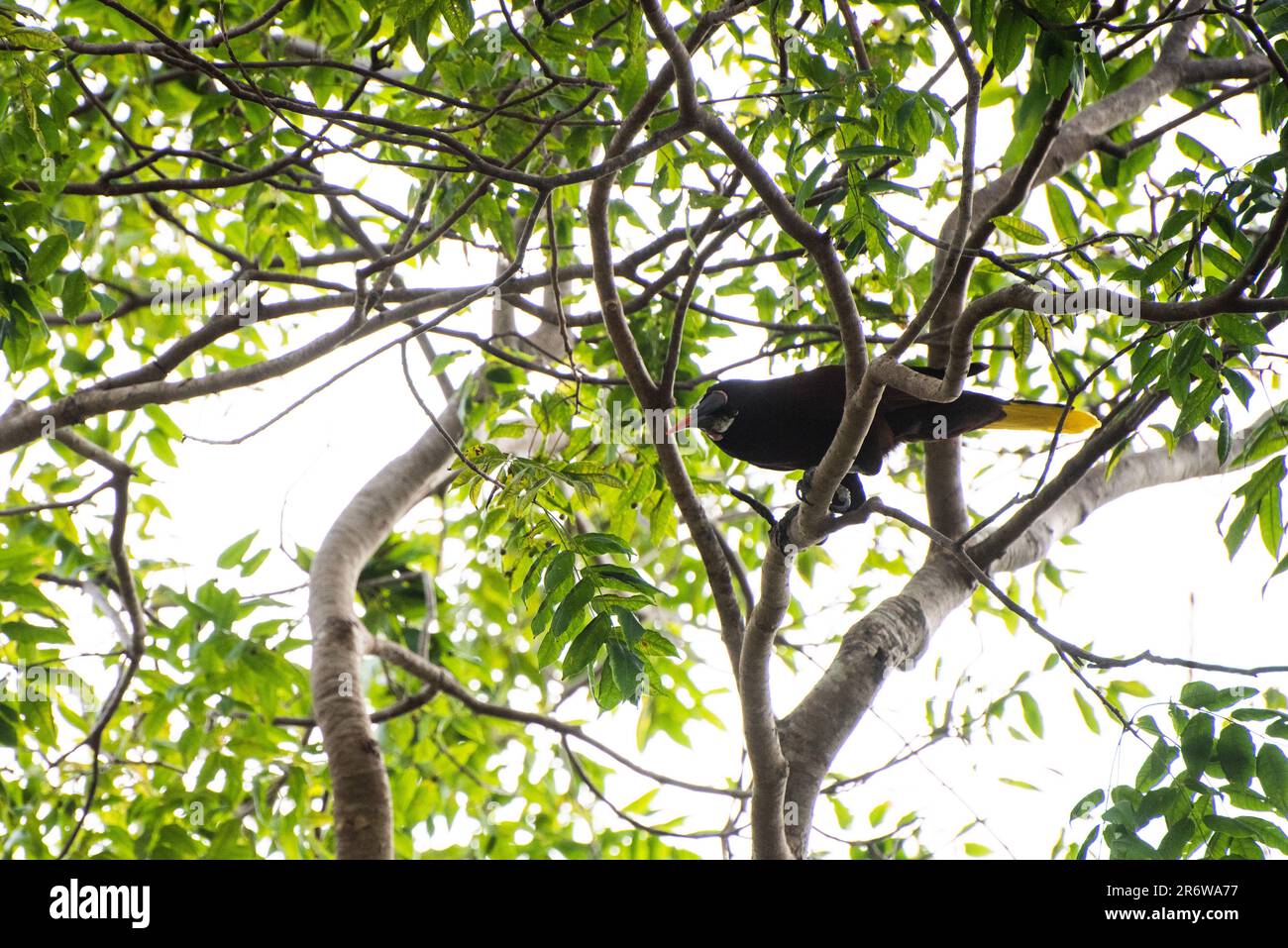 Montezuma oropendola bird in the forest tree canopy in the Nicaragua ...