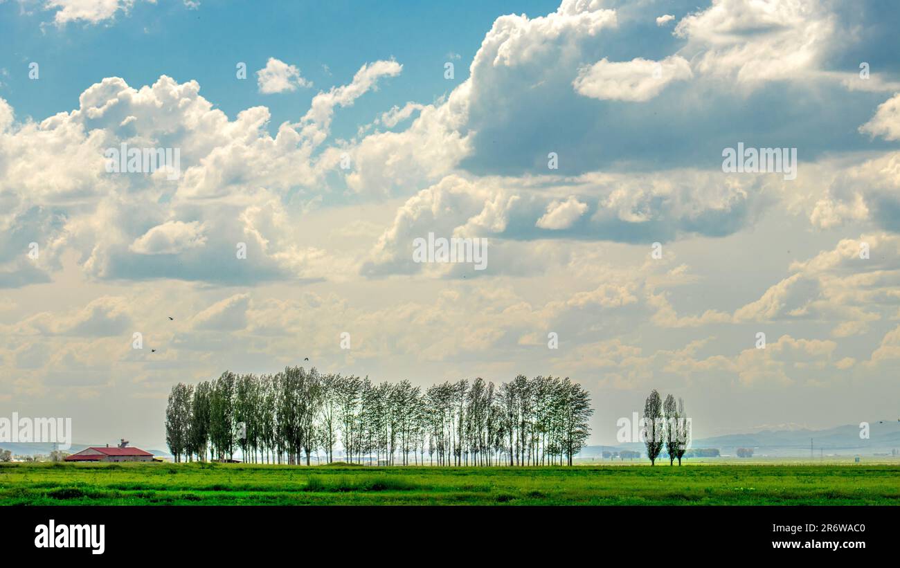 Blue sky and beautiful cloud with meadow tree. Plain landscape ...