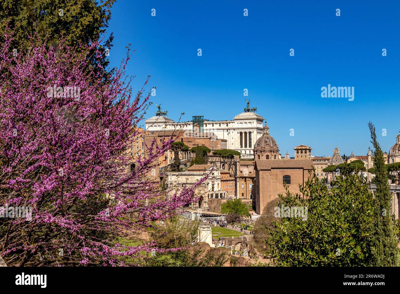 Looking across The Forum from Palatine Hill with a purple Jacaranda ...
