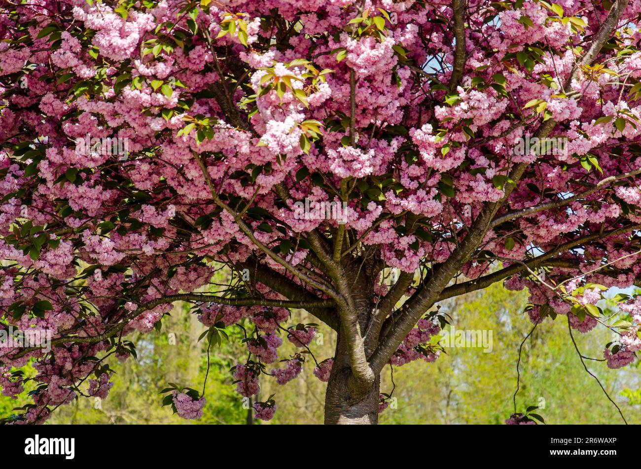 Lower canopy hi-res stock photography and images - Alamy