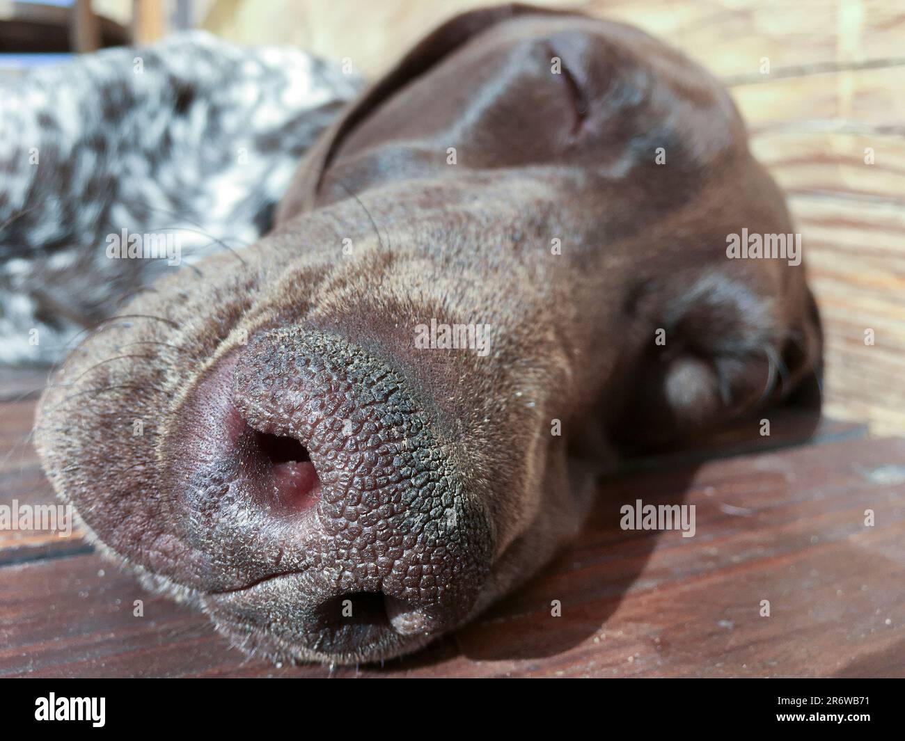 Beautiful spotted brown shorthaired hi-res stock photography and images ...