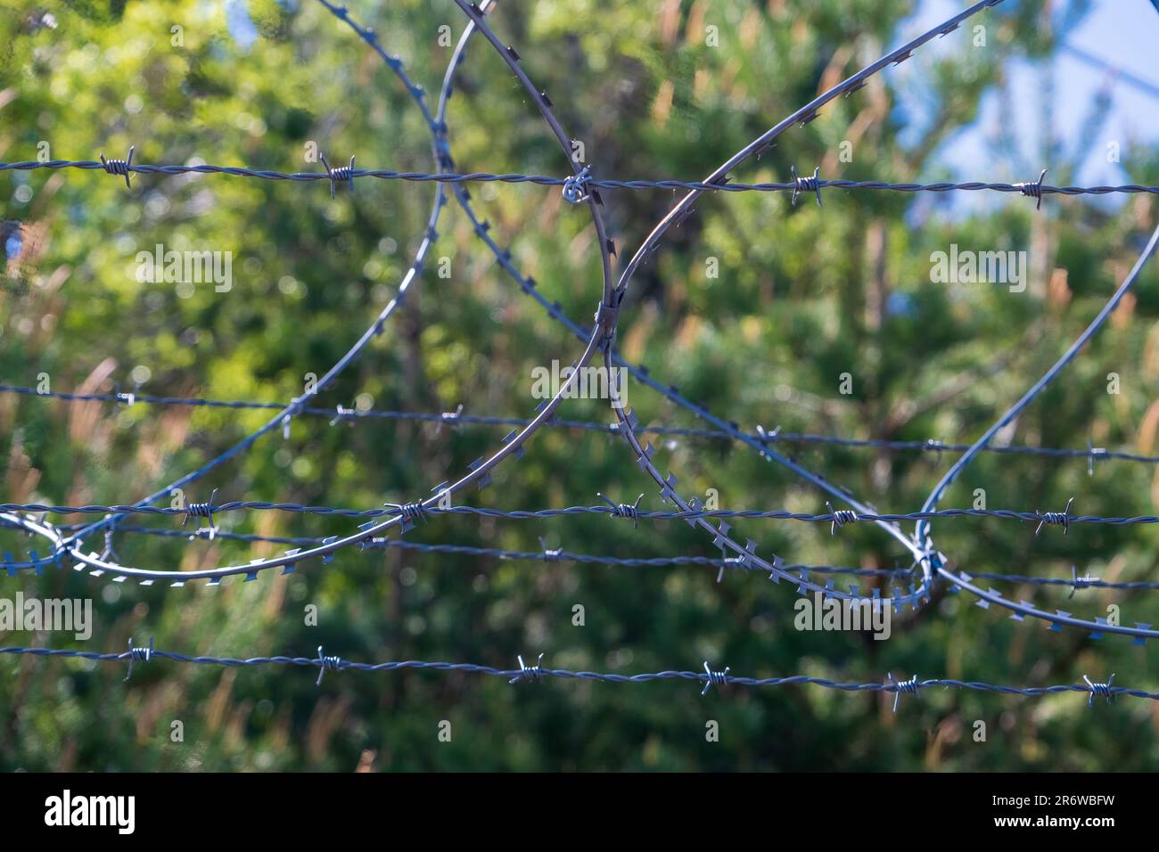 Barbed wire on a forest background. Concept of border, prison, war or ...