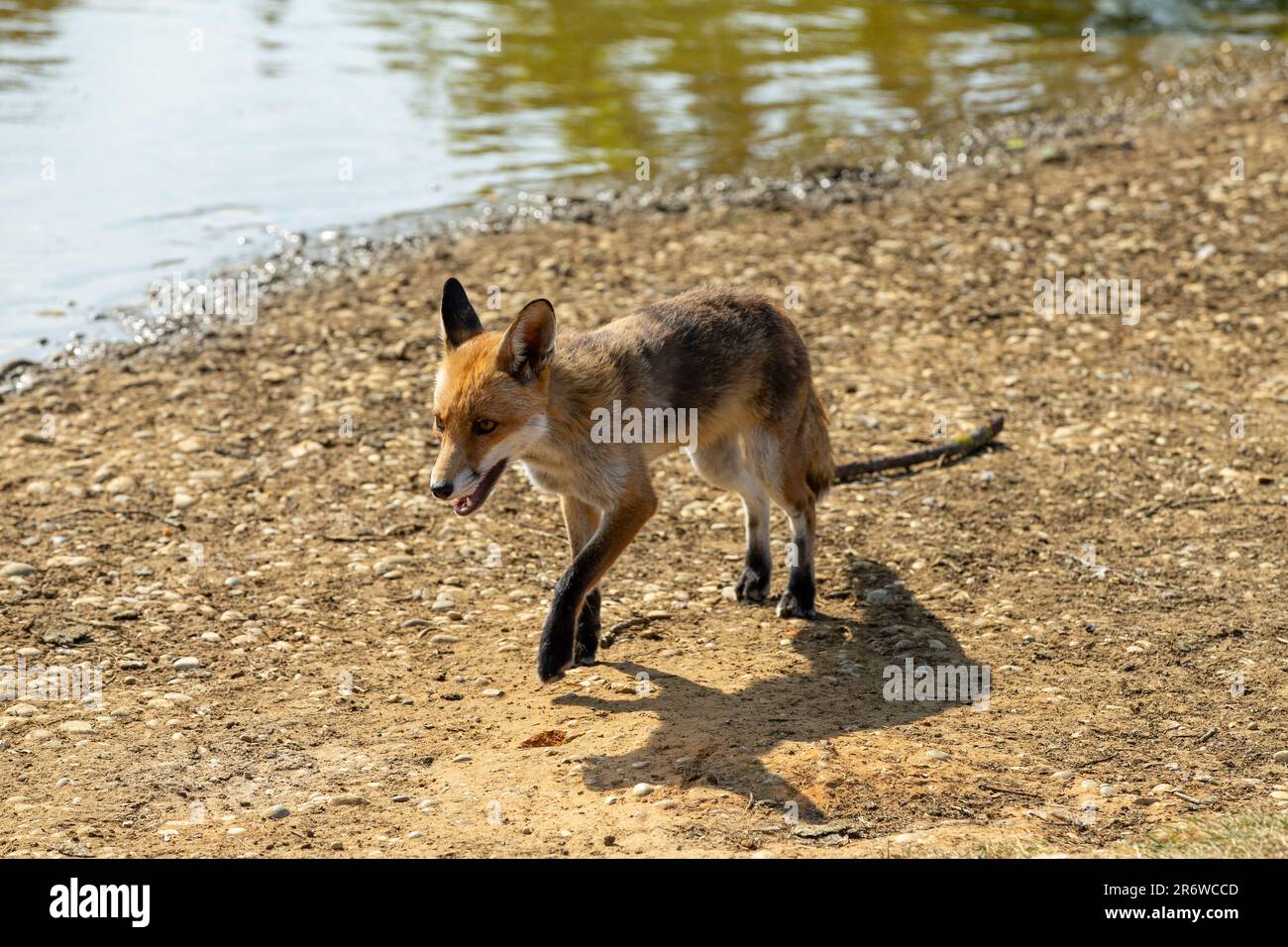 Shenfield hi-res stock photography and images - Alamy