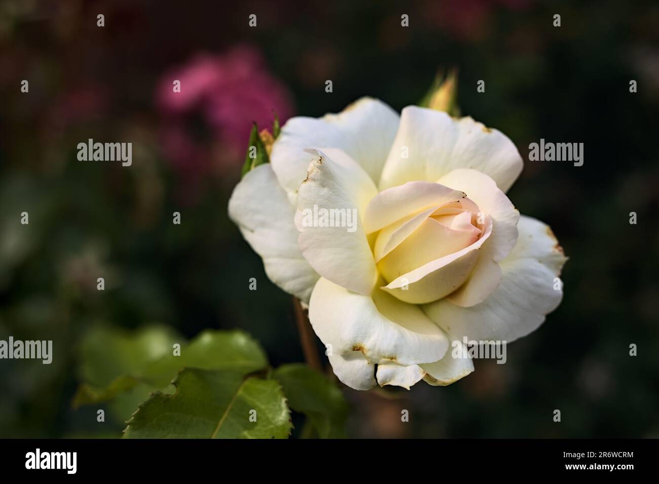 White rose almost in bloom seen up close Stock Photo - Alamy