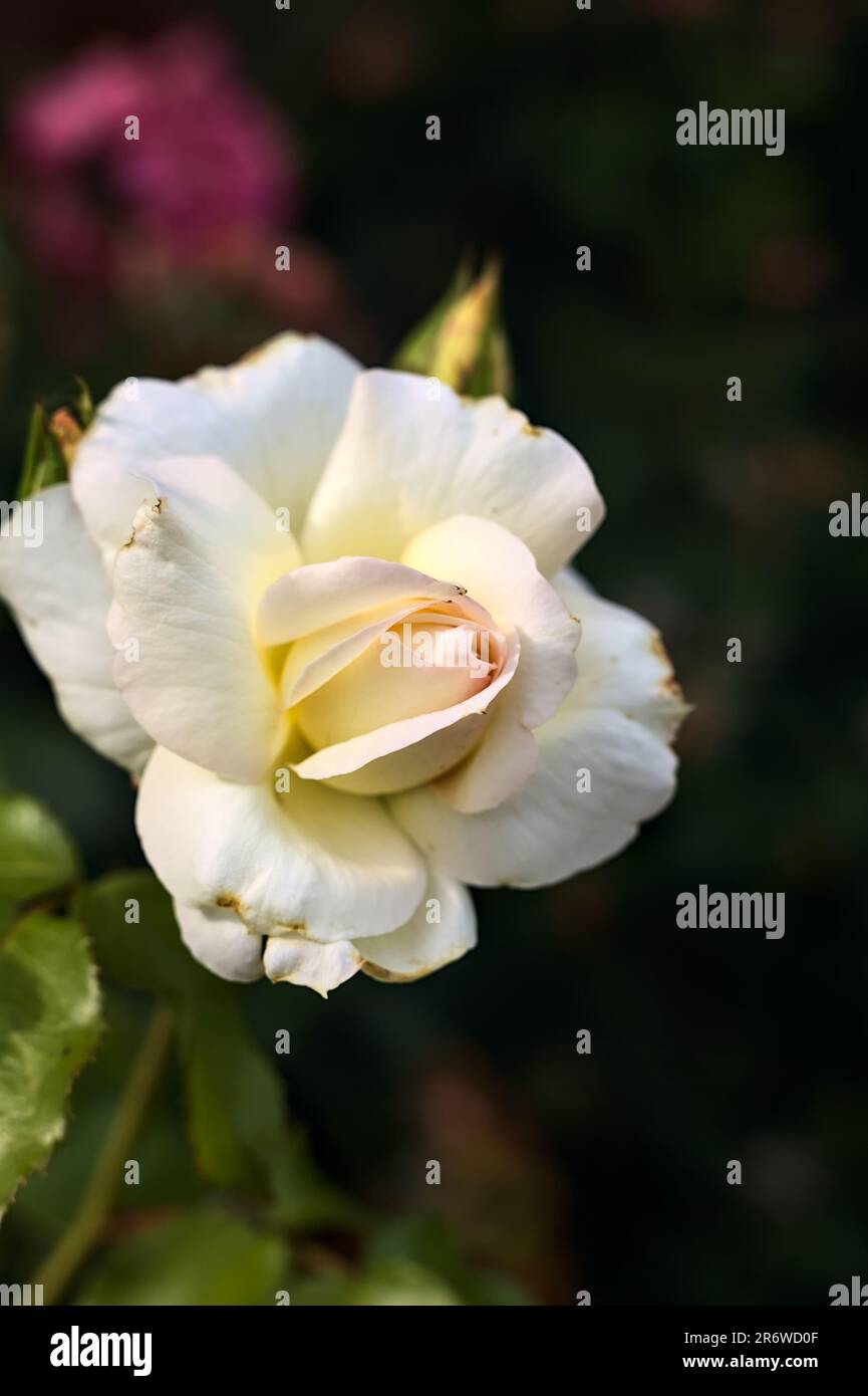 White rose almost in bloom seen up close Stock Photo - Alamy
