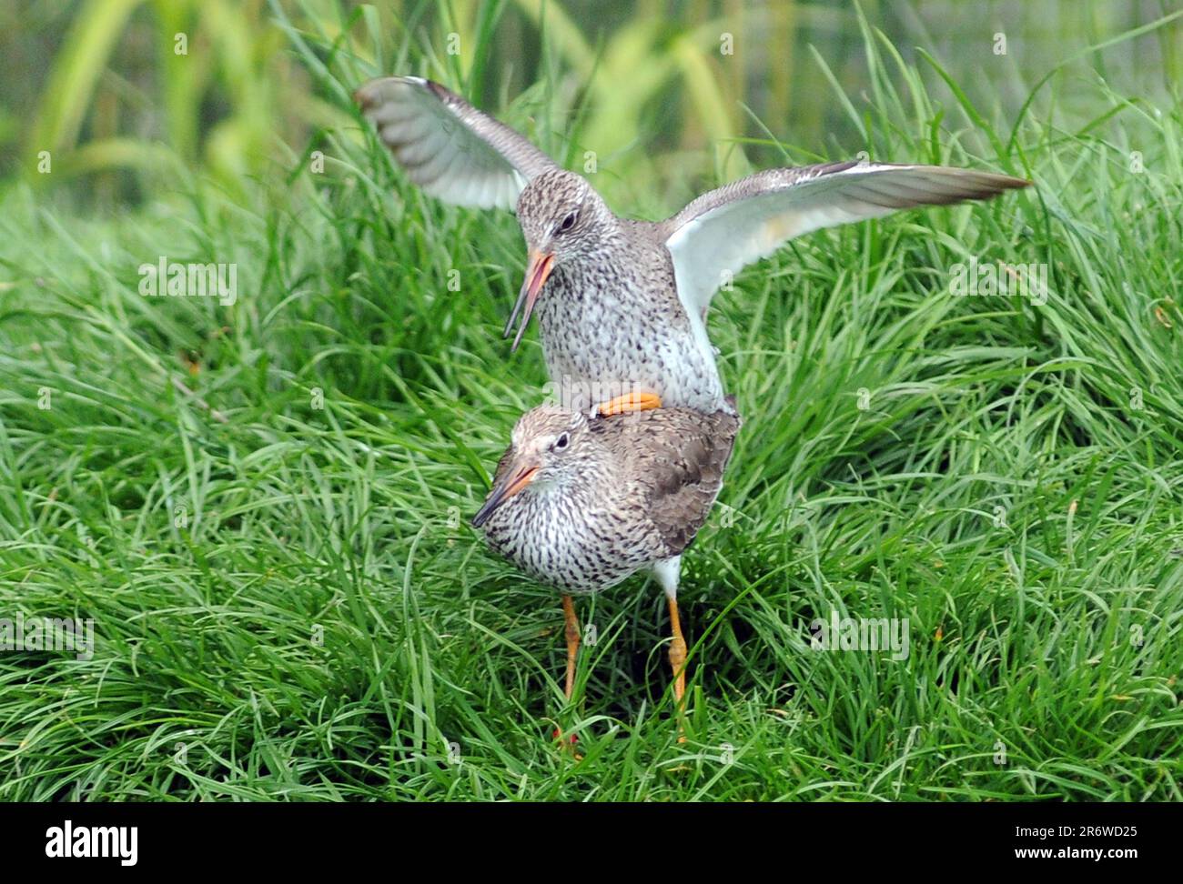 REDSHANKS MATING, WILDFOWL AND WETLANDS TRUST, ARUNDEL WEST SUSSEX. PIC ...
