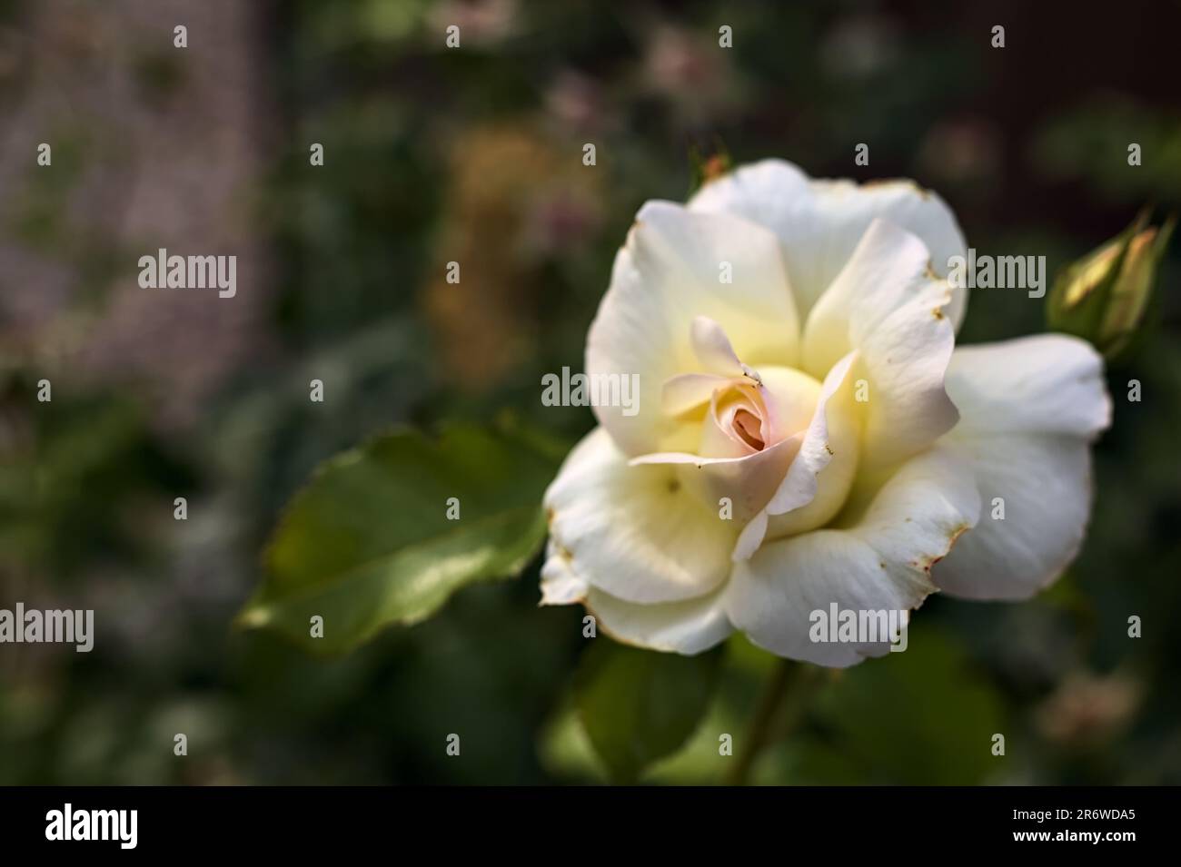 White rose almost in bloom seen up close Stock Photo - Alamy