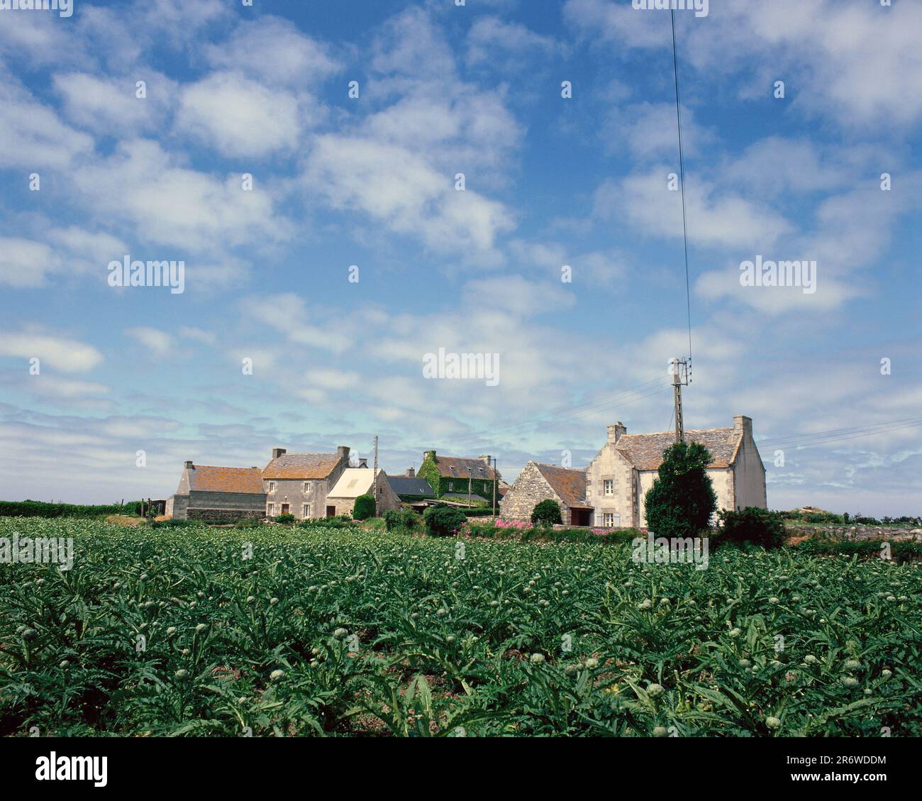 France. Normandy. Farm and globe artichoke field Stock Photo - Alamy