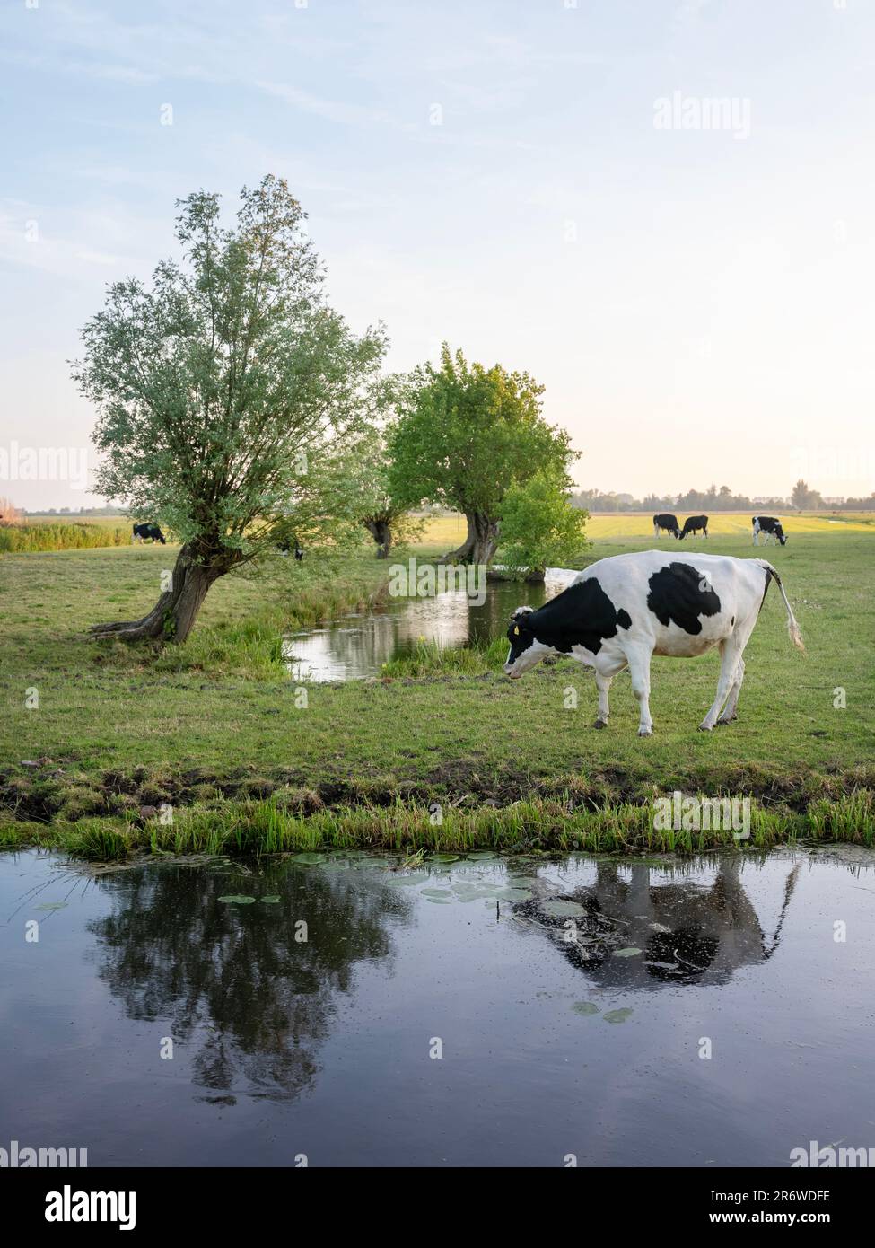 lots of willow trees and spotted black and white cows in holland ...