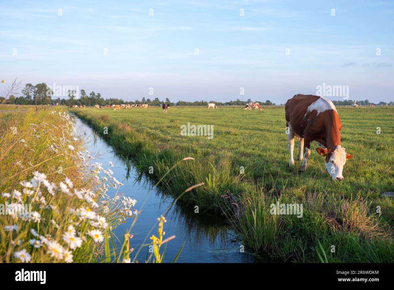 spotted cows in evening sun near amsterdam under blue sky reflected in ...